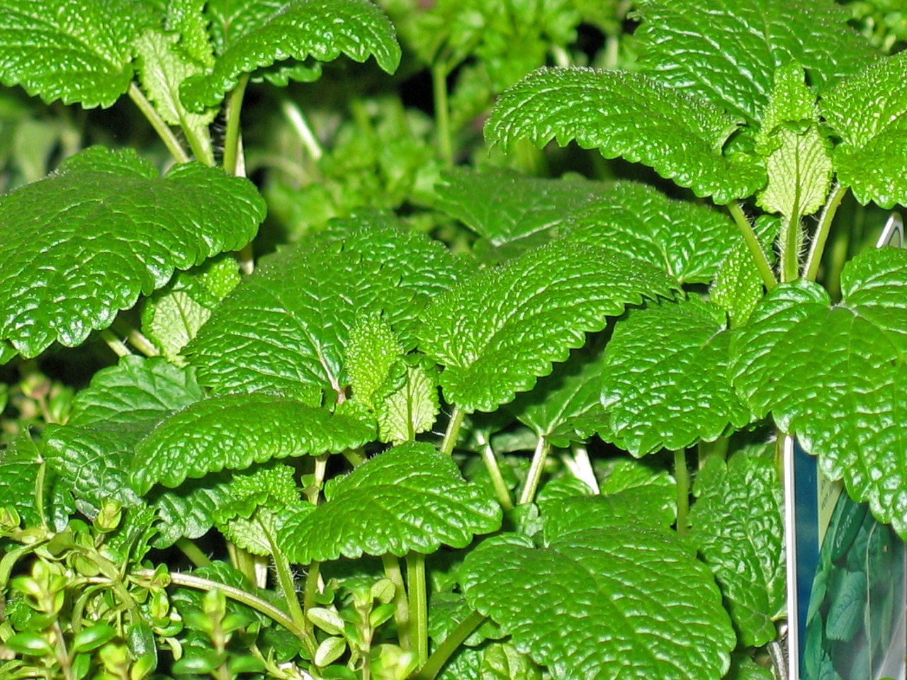 Peppermint Oil: One of the Oldest Medicines in the World | Oil Benefits